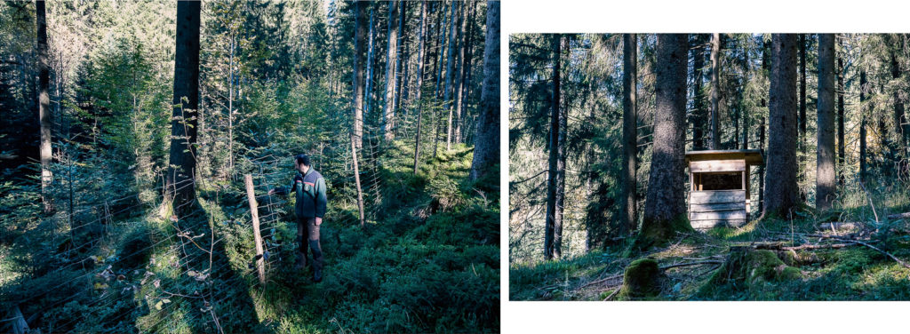 Wunder. Wald. Allgäu. Besuch im Wald der Zukunft: Im Hornbuch bei Oberstdorf ist der Waldumbau ...